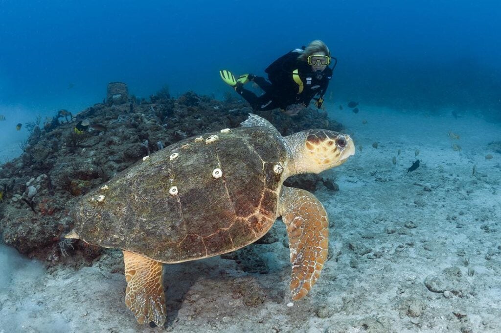 Palm Beach Florida the best destination to Dive with Sea Turtles?