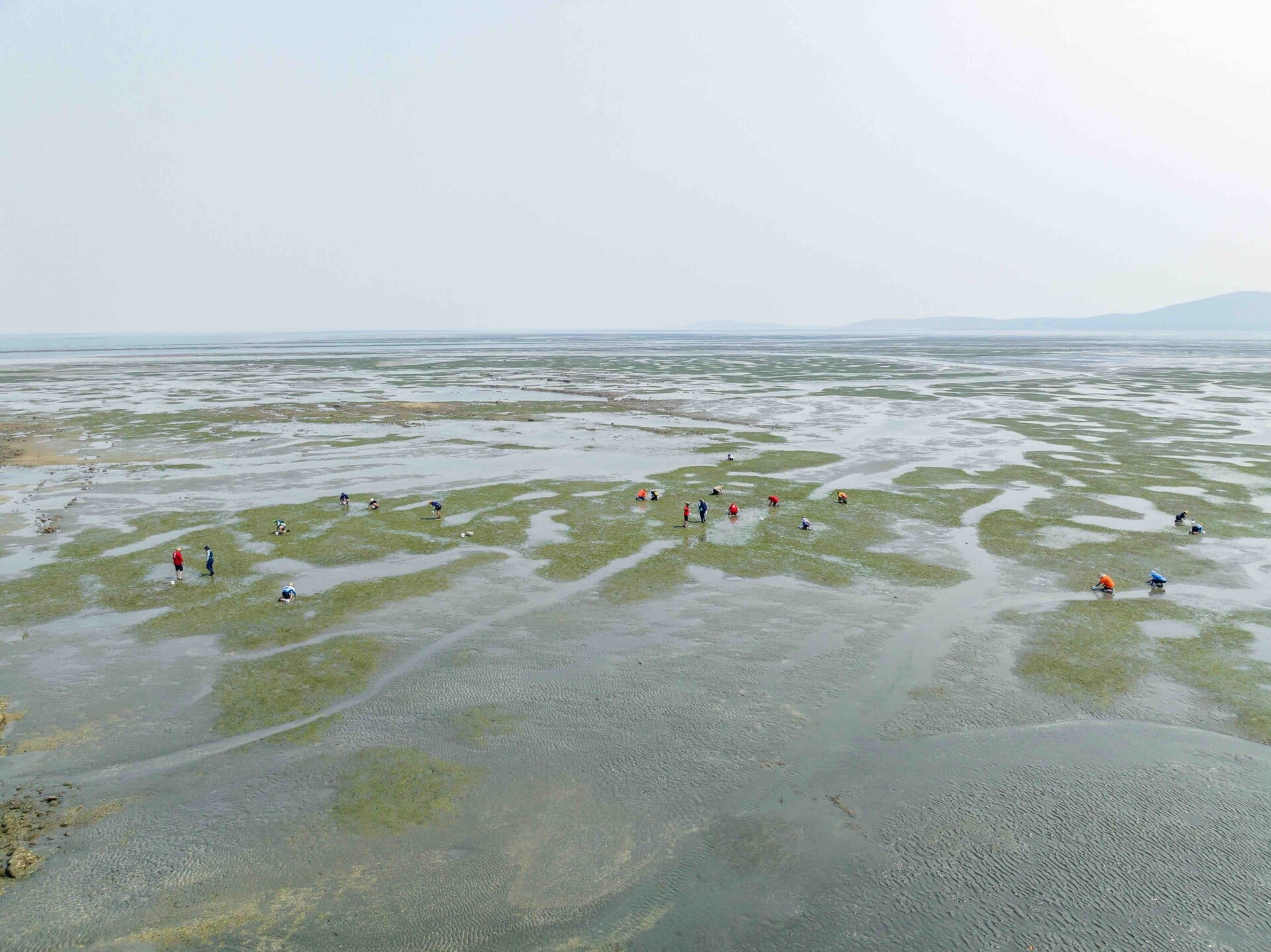 Largest seagrass nursery in the world unveiled