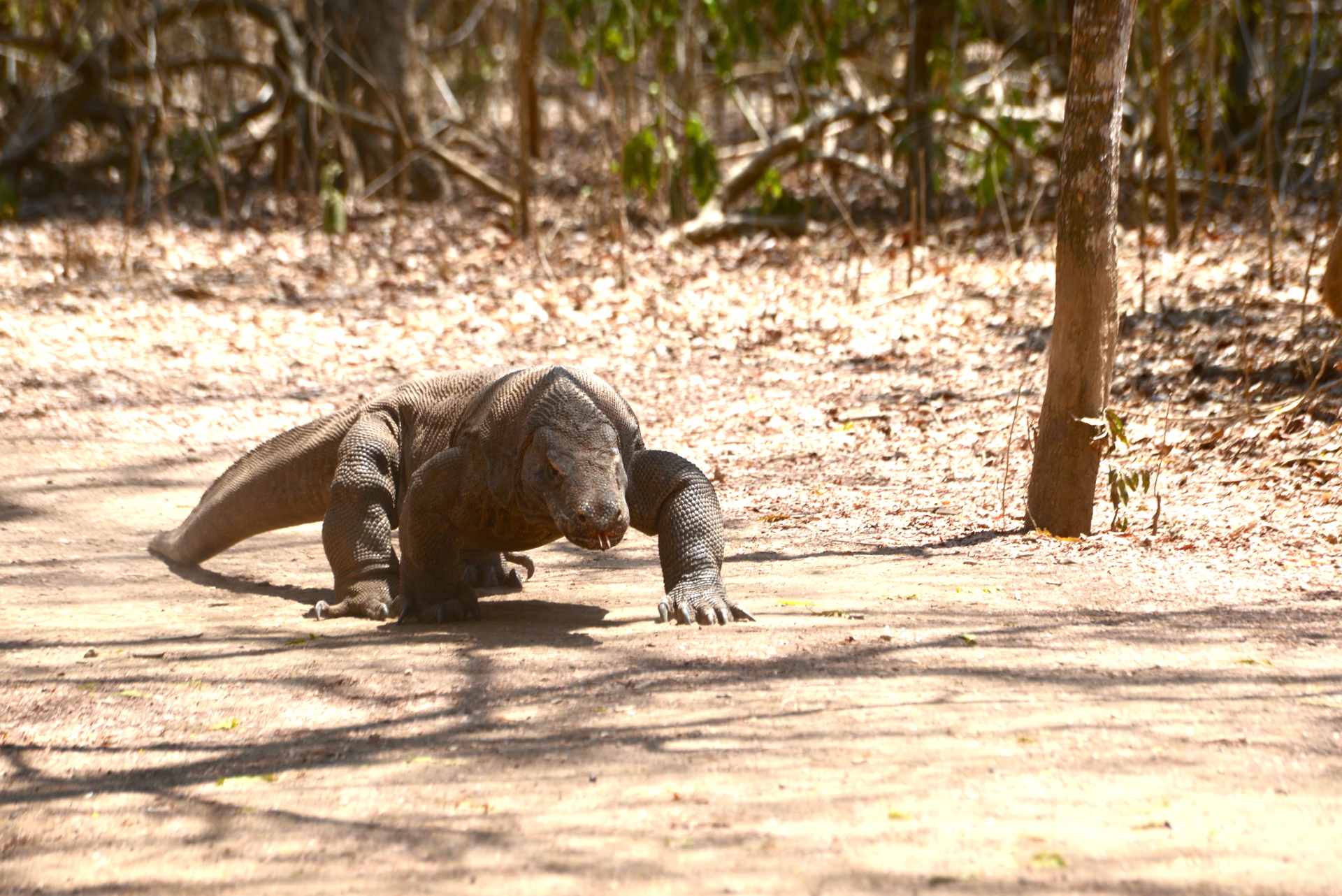 Flores, gateway to Komodo