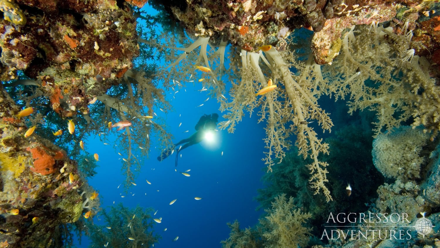 Aggressor Adventures adds new Red Sea boat and Elba Reef itinerary