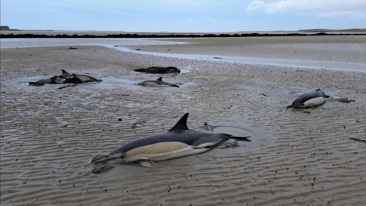Mass dolphin stranding on Anglesey