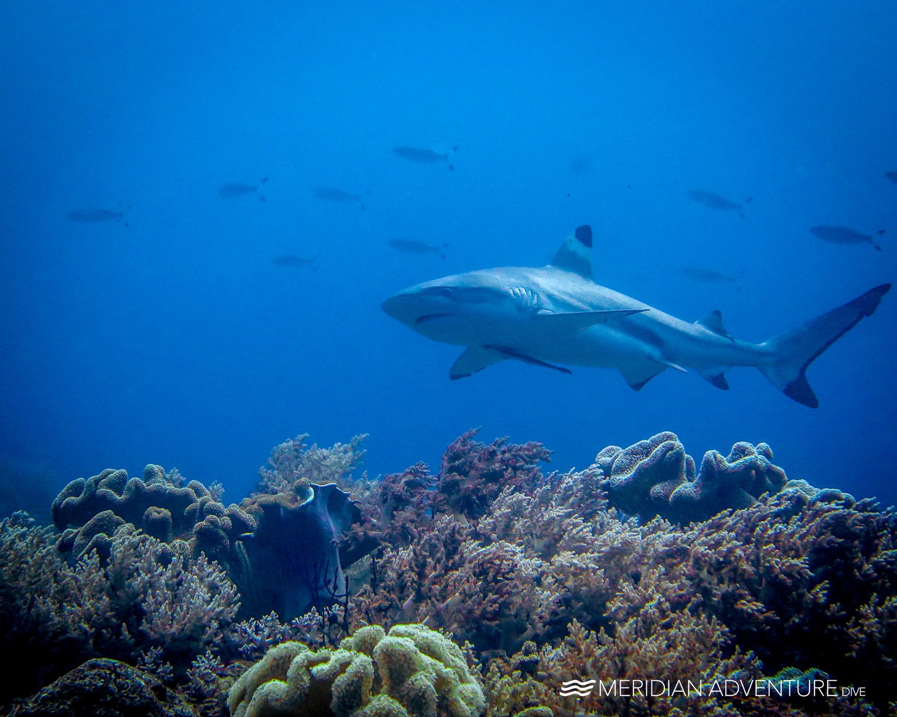 Local Guide to Raja Ampat Dive Sites Barracuda Reef