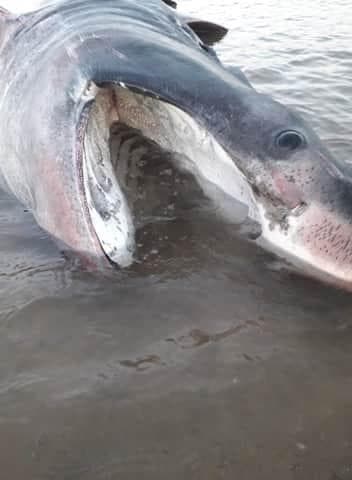 BDMLR called to help rare basking shark
