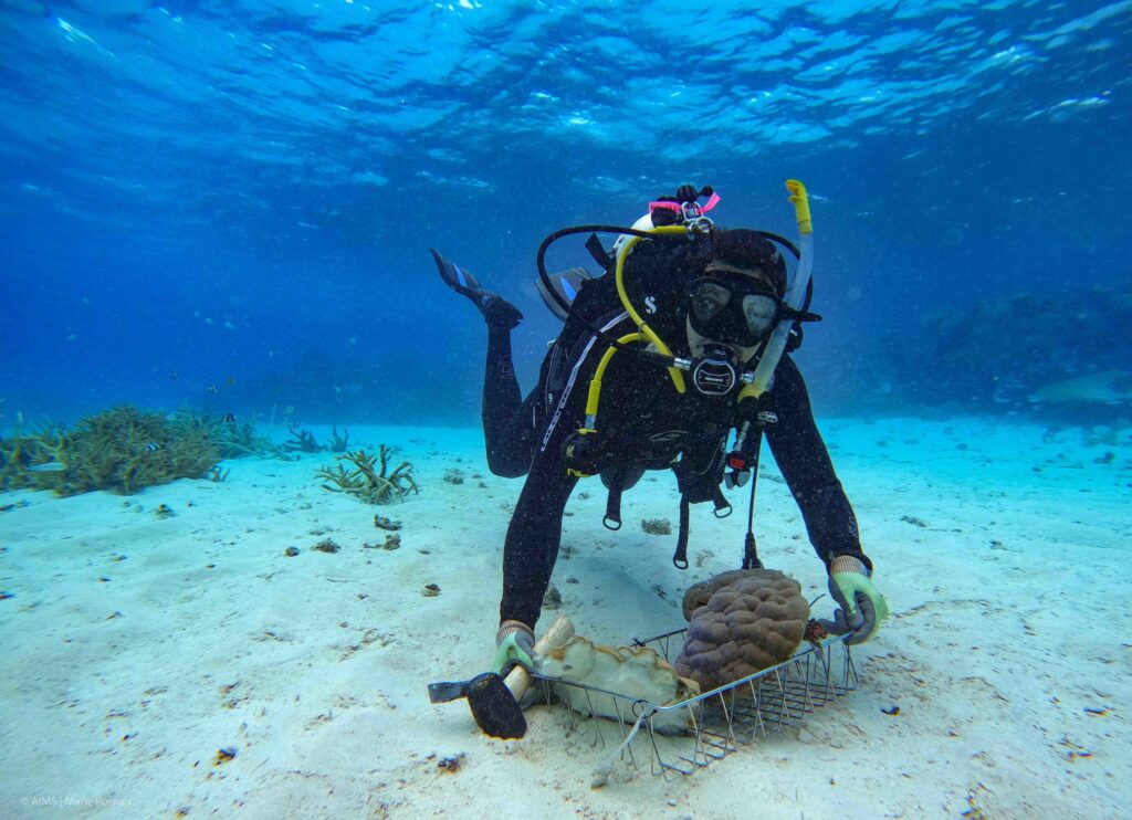 Great Barrier Reef baby boom