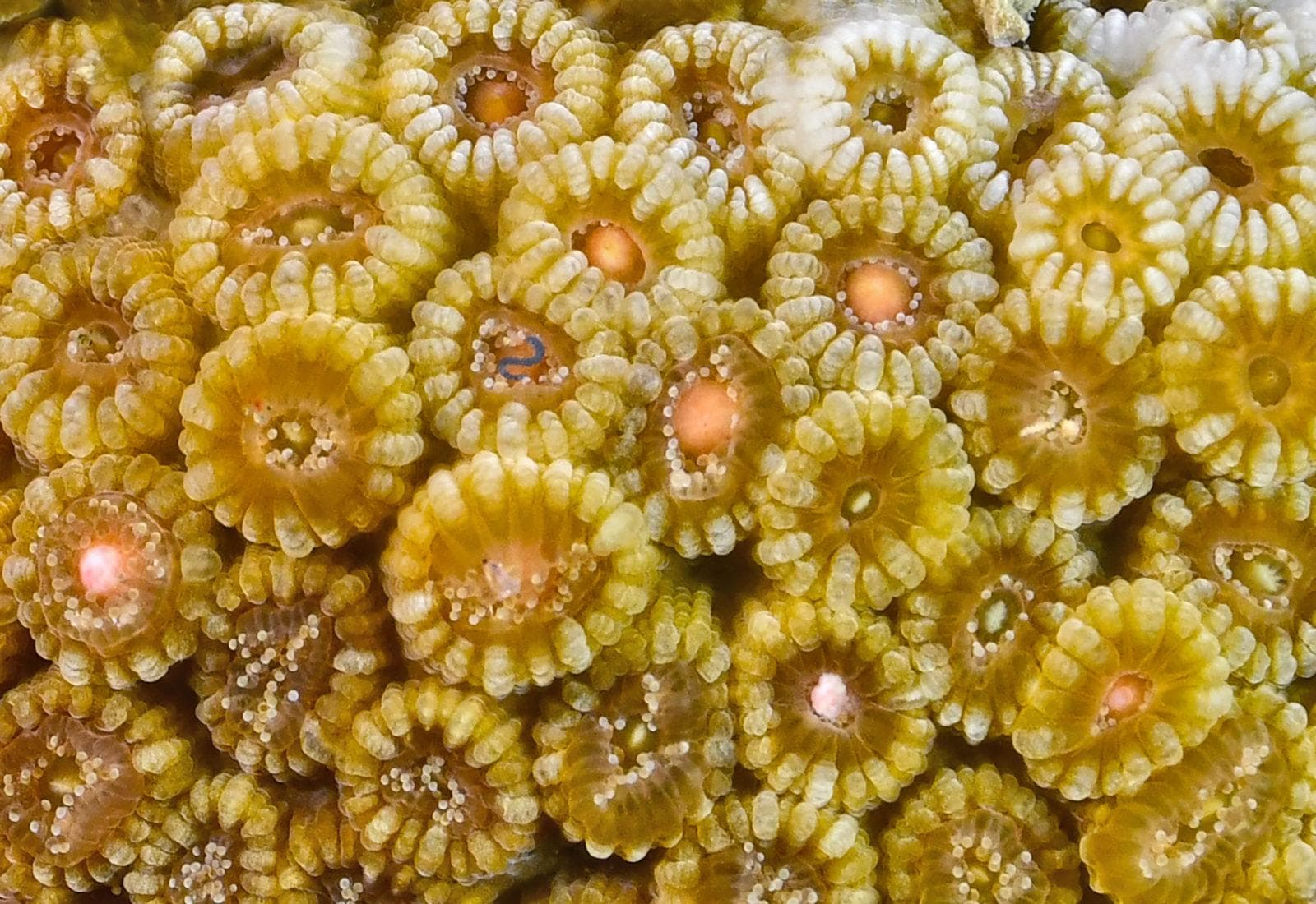 Pioneering Coral IVF