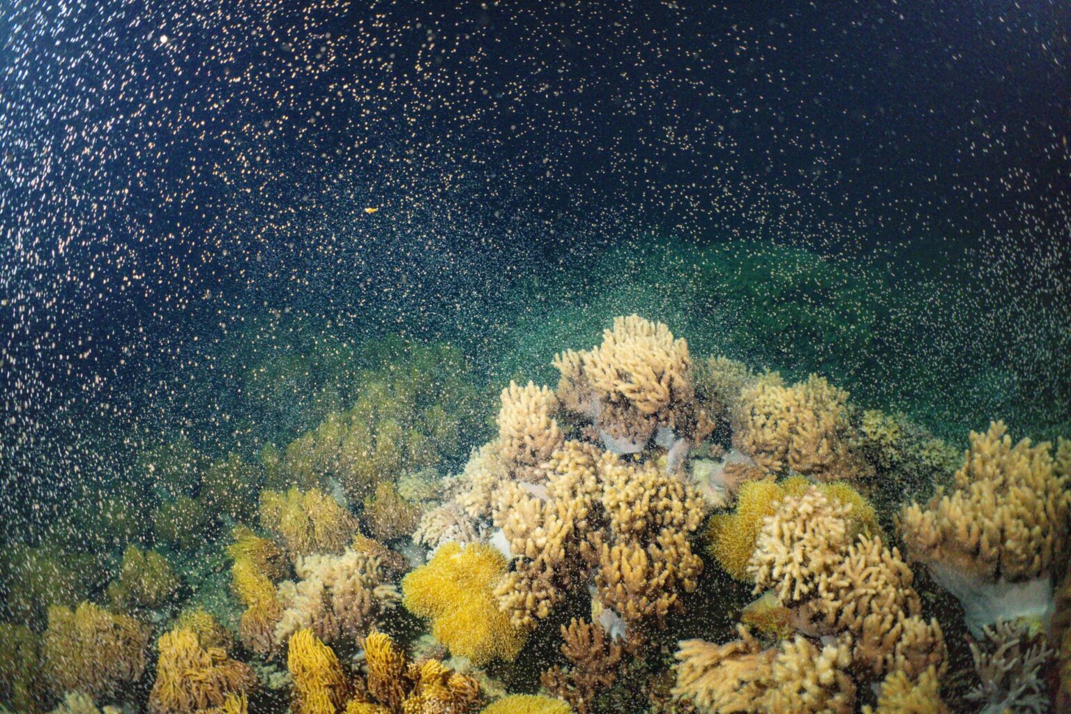 Coral Spawning on the Great Barrier Reef