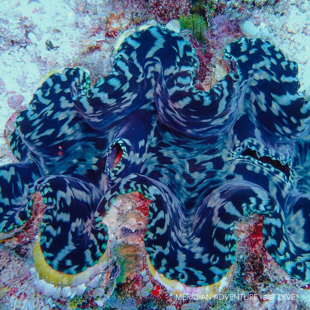 Raja Ampat Creature Feature Series Giant Clam