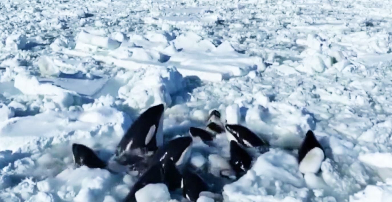 Killer whales trapped in ice off Japan