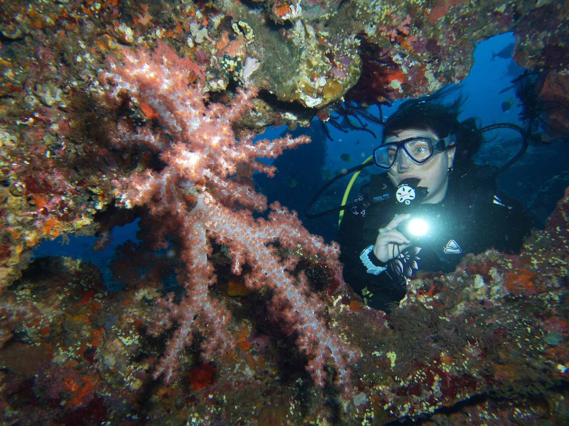 Study shows how shipwrecks impact ecosystem around them
