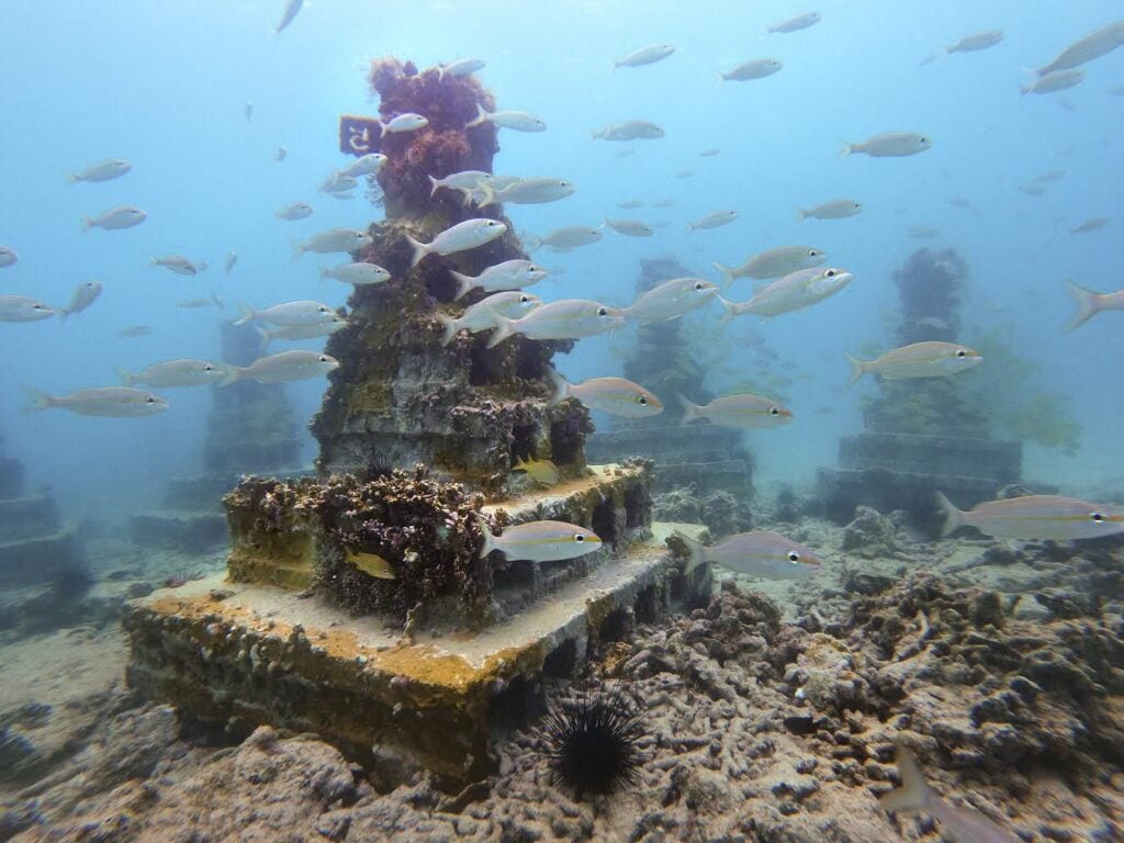 Grenada Artificial Reef Project celebrates its 10th anniversary