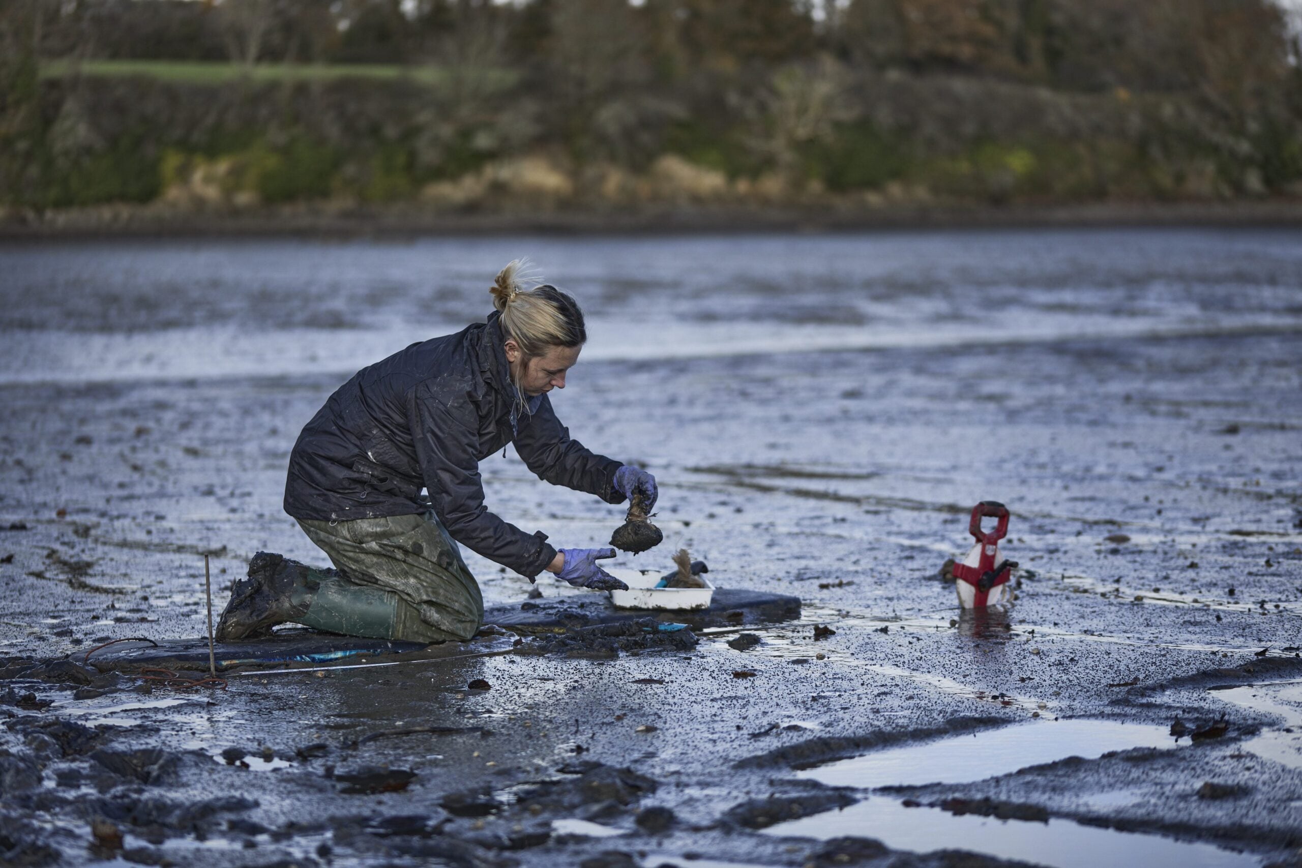 Seagrass restoration trials begin in Cornwall