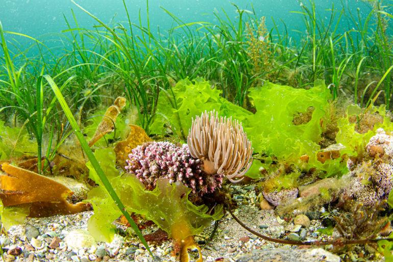 Ocean Conservation Trust opens unique seagrass lab at National Marine ...