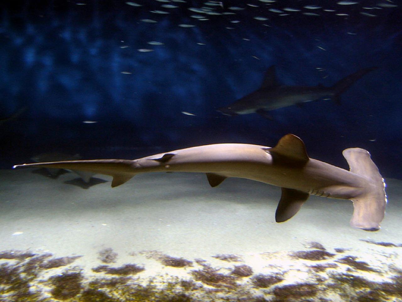Smooth hammerhead shark sighted 100 miles off Ireland