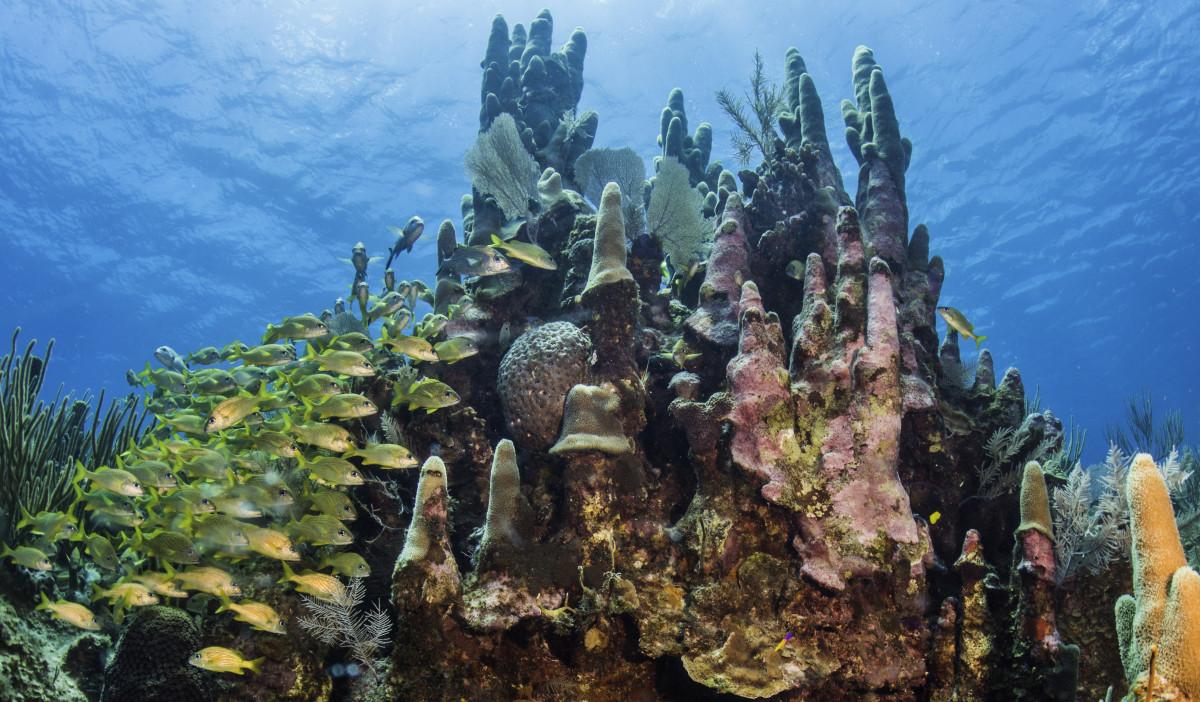 The Cayman Islands launches conservation drive to coincide with World ...