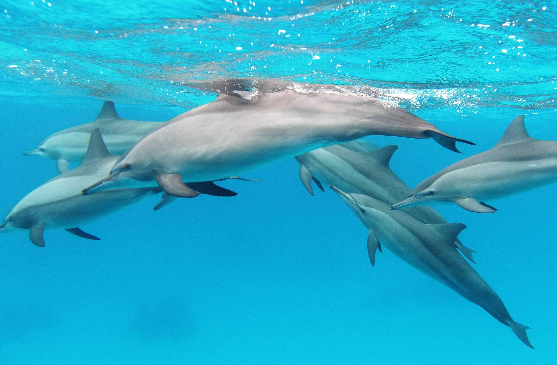 Egyptians race to react to fatal shark incident
