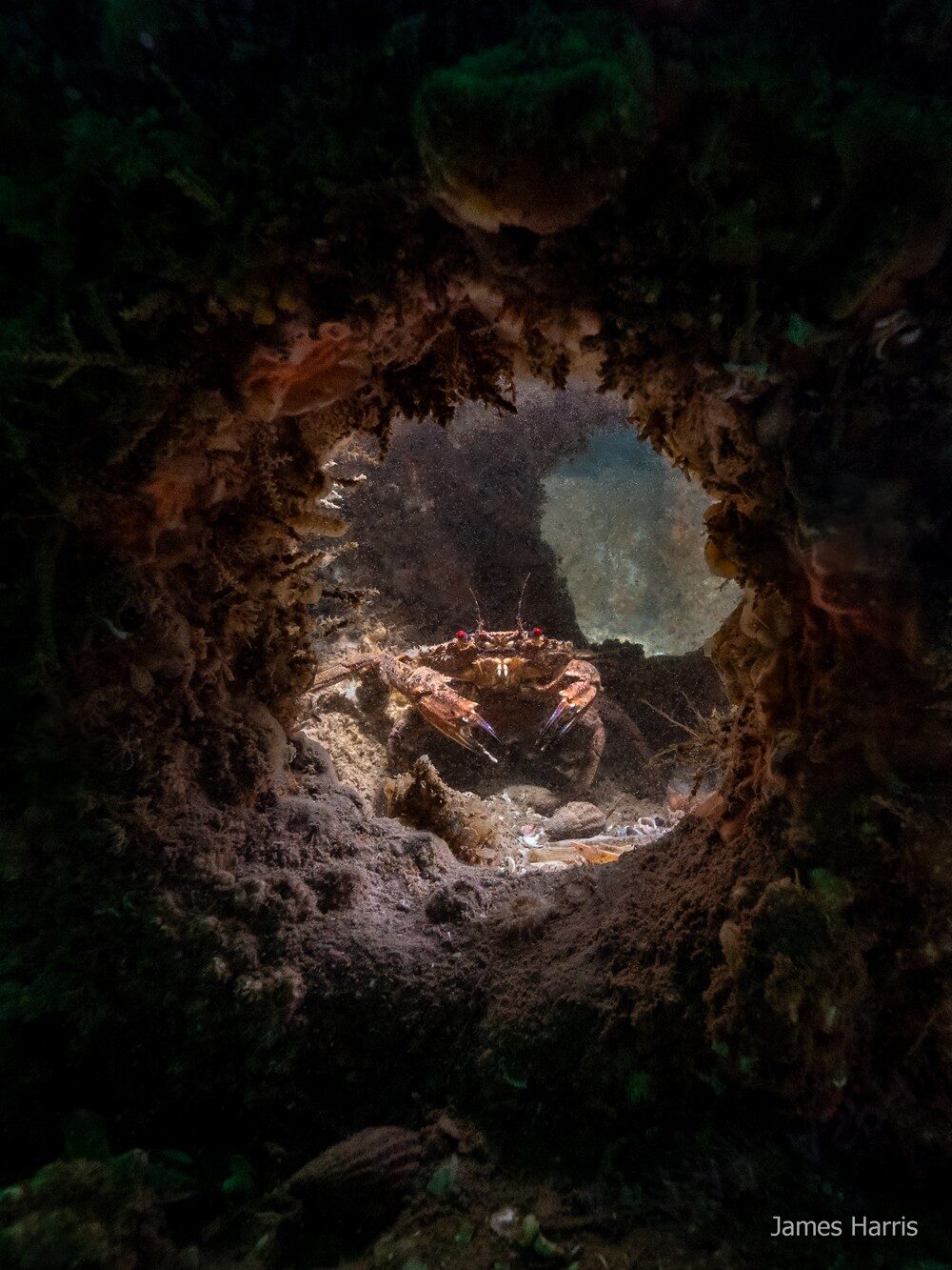 Diver's photos reveal reef cubes in action