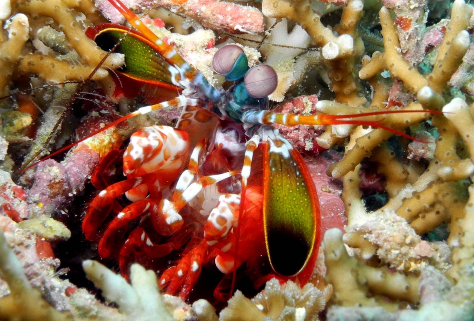 Clubbed: How mantis shrimps absorb their own shockwaves