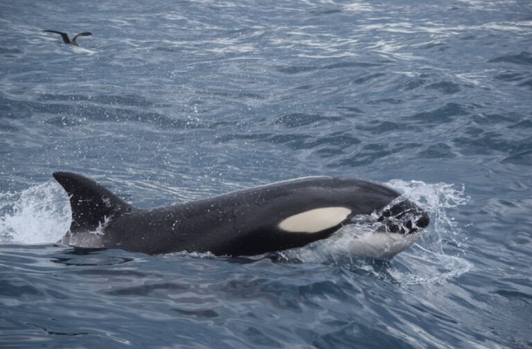 DNA proves it: Orcas kill for white shark liver
