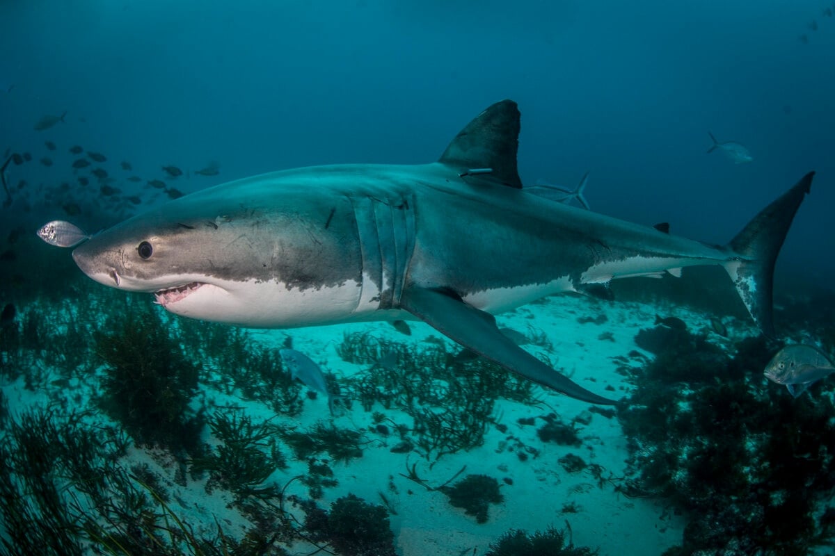 DNA proves it: Orcas kill for white shark liver