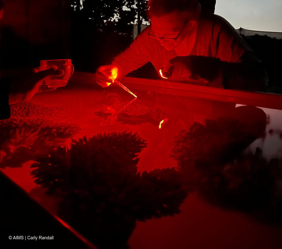 ReefSeed coral project welcomed in Maldives