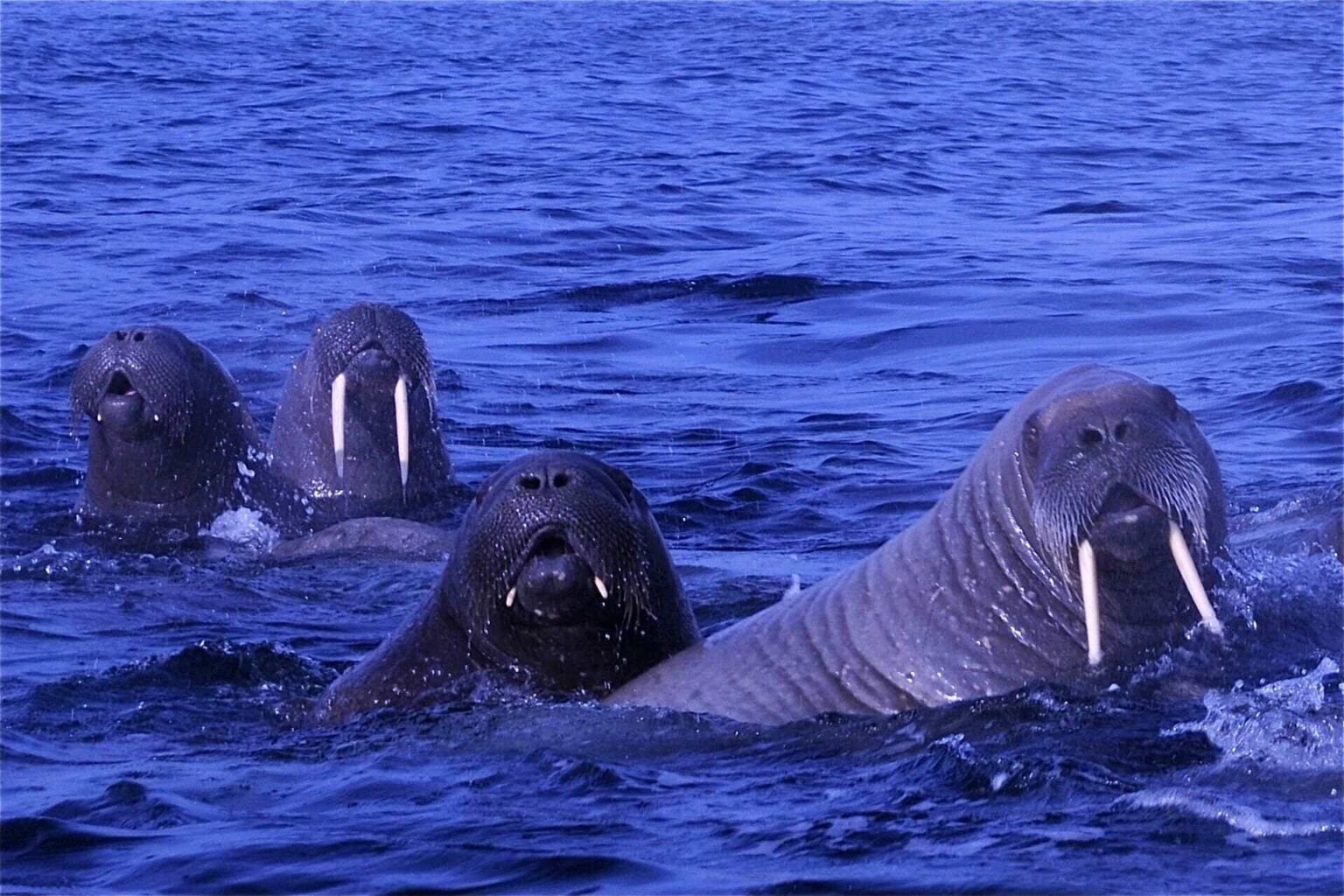 Fur seals? There’s no such thing!