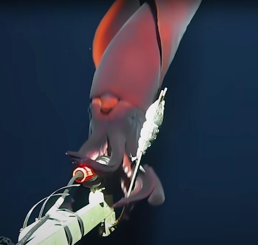 Rare deepsea octopus-squid grabs camera