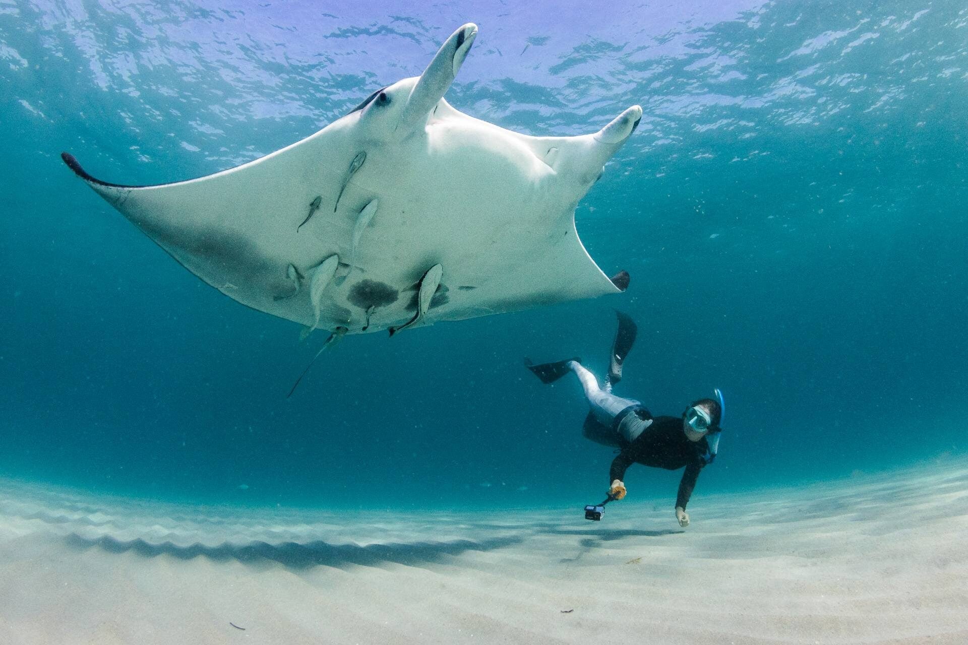 How the Queen of Mantas split rays 3 ways