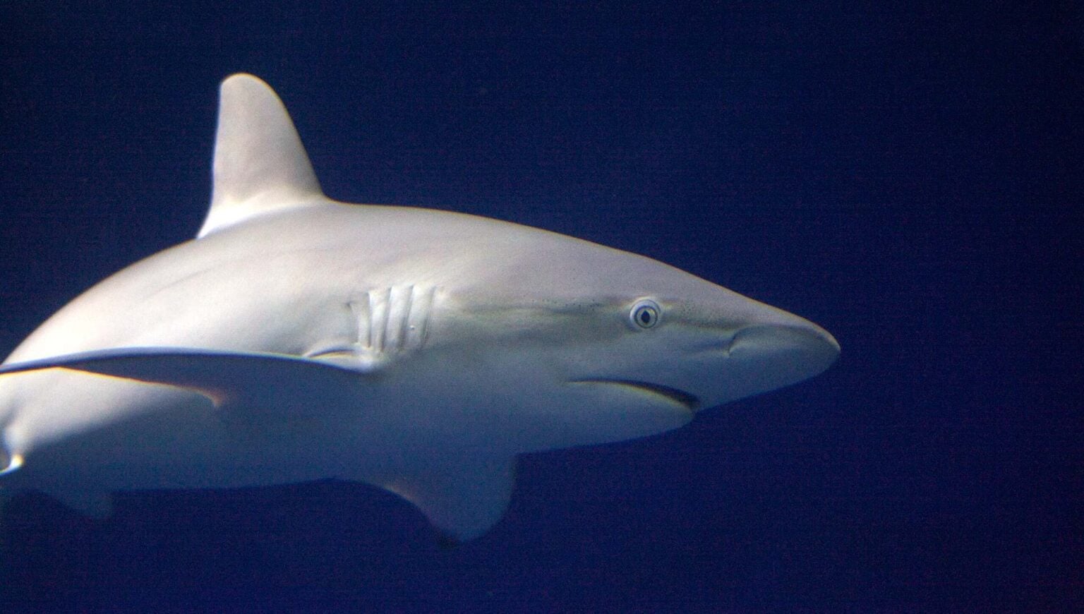 Shark injures diver's head at remote Cocos