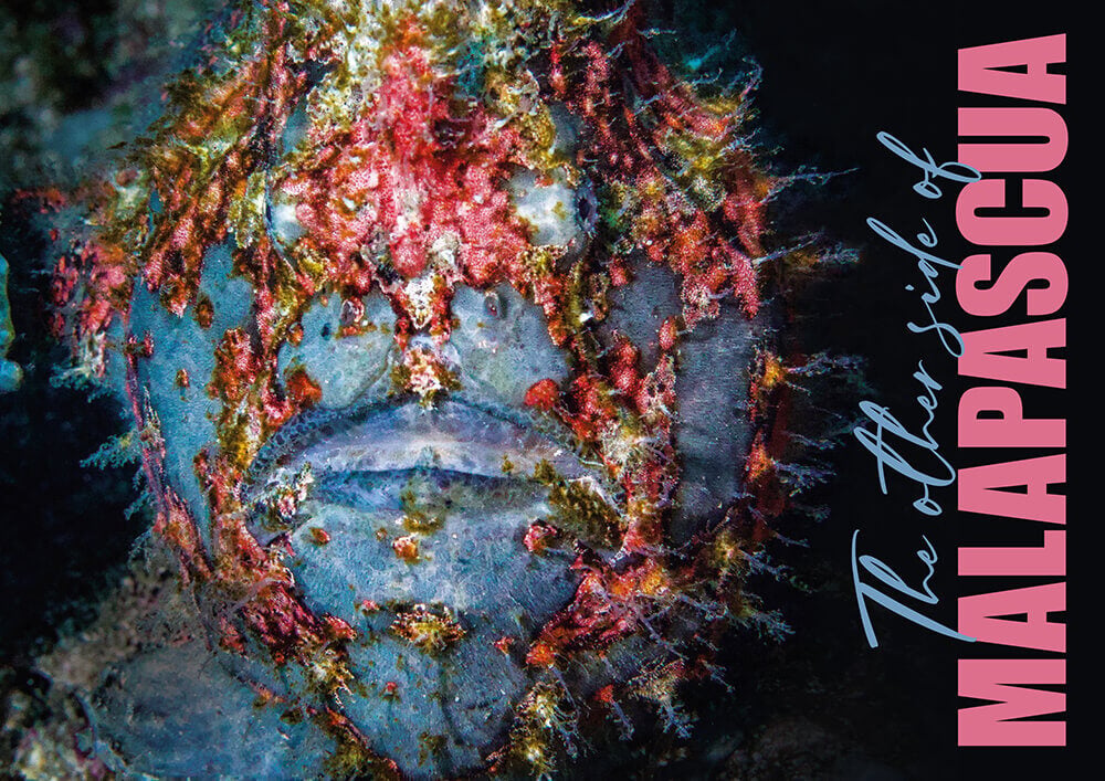 The Other Side of Malapascua Diving: Beyond Thresher Sharks in the ...