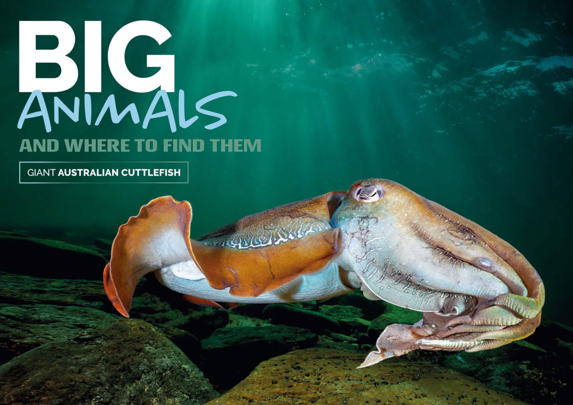 Giant Australian Cuttlefish: Where to Find Them and Why Whyalla’s ...