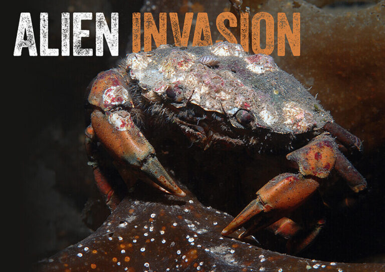Alien Invasion: How the Invasive Green Crab Is Conquering Coastlines ...