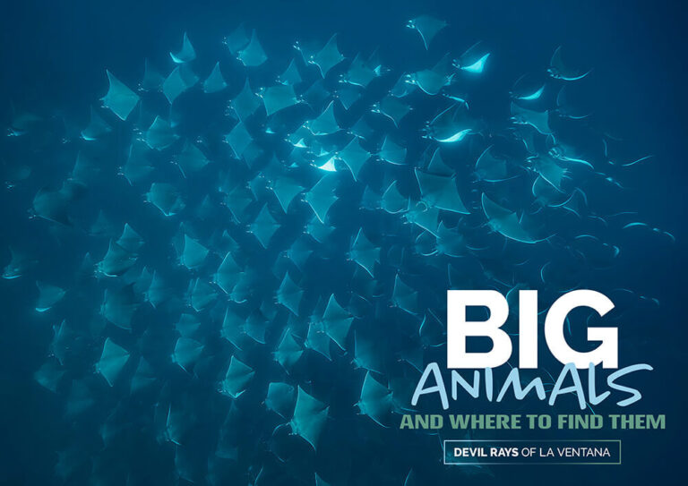 Devil Rays of La Ventana: The Spectacle of Mobula Aggregations