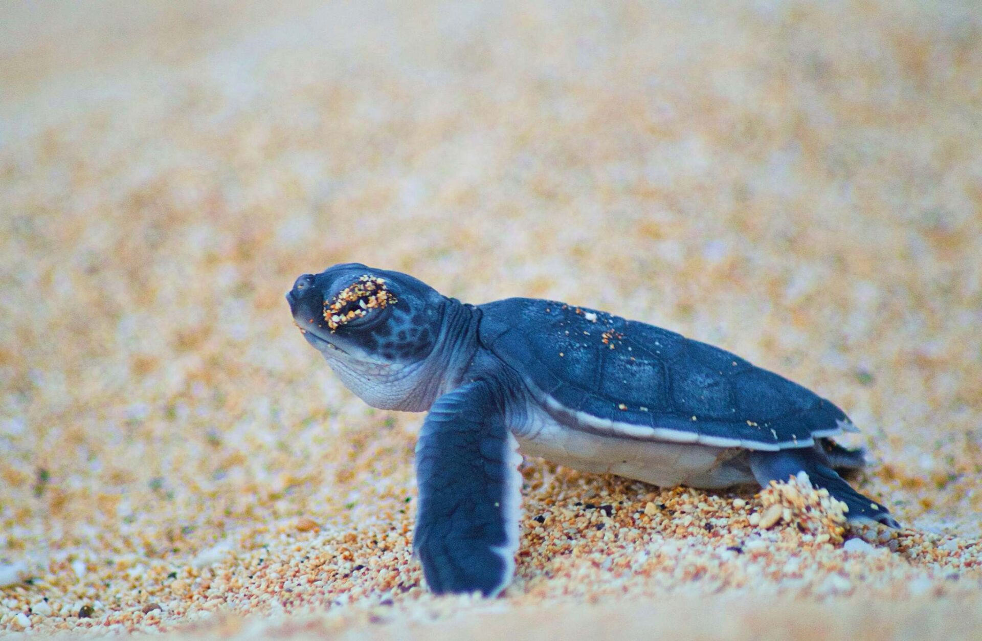 Red List delivers green turtle boost