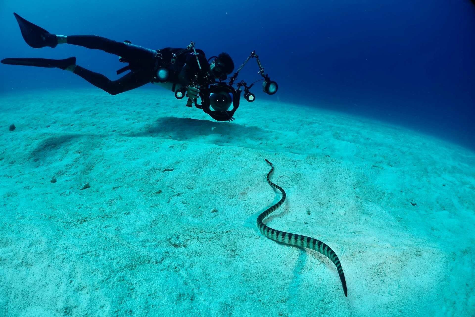 Diving Okinawa: Safety & Sea Snakes - News Usa Today