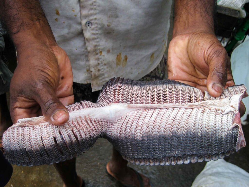 High mobulid ray death-toll sounds alarm