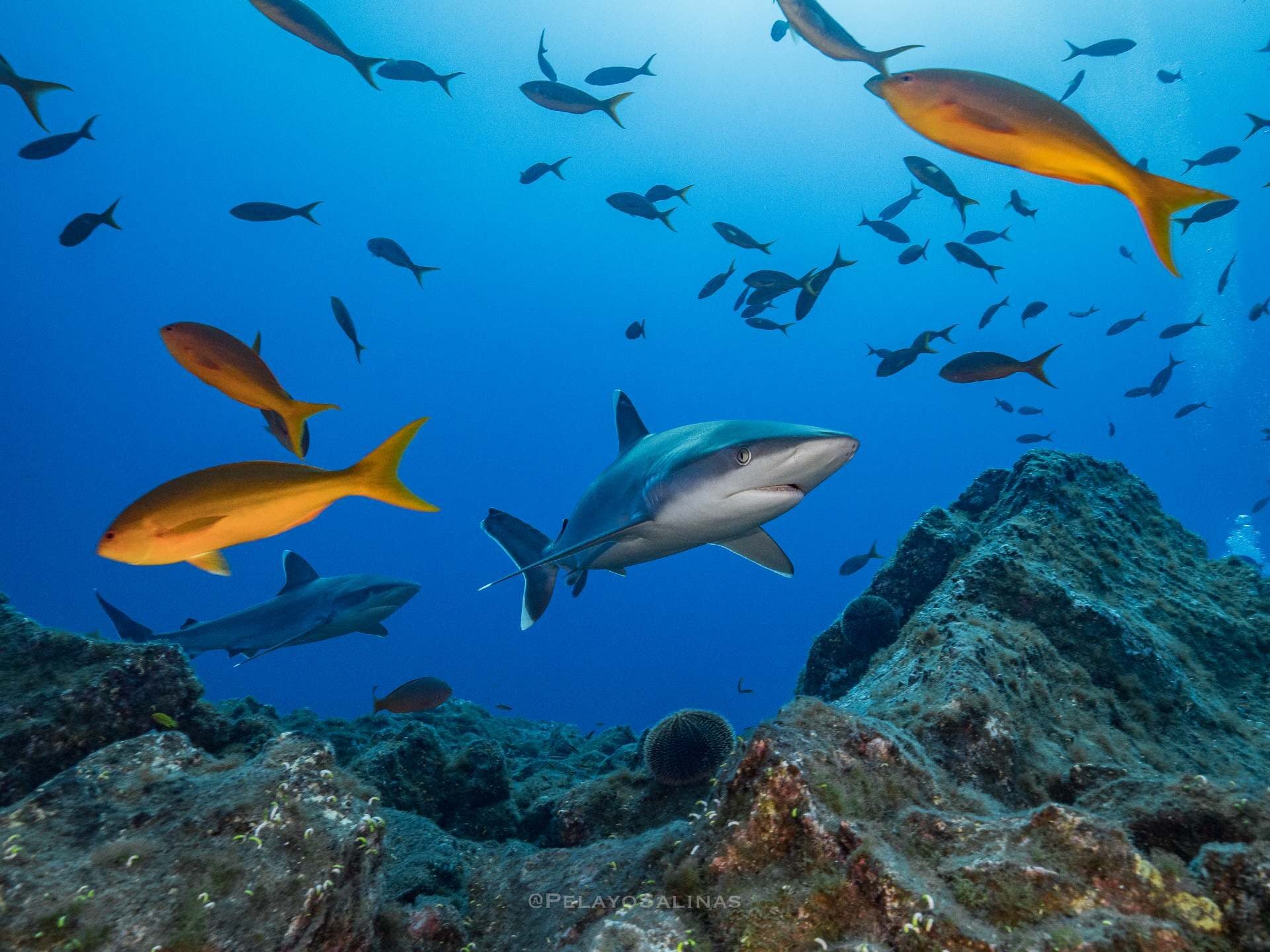 Sharks thriving in remote MPAs - but not mainland areas