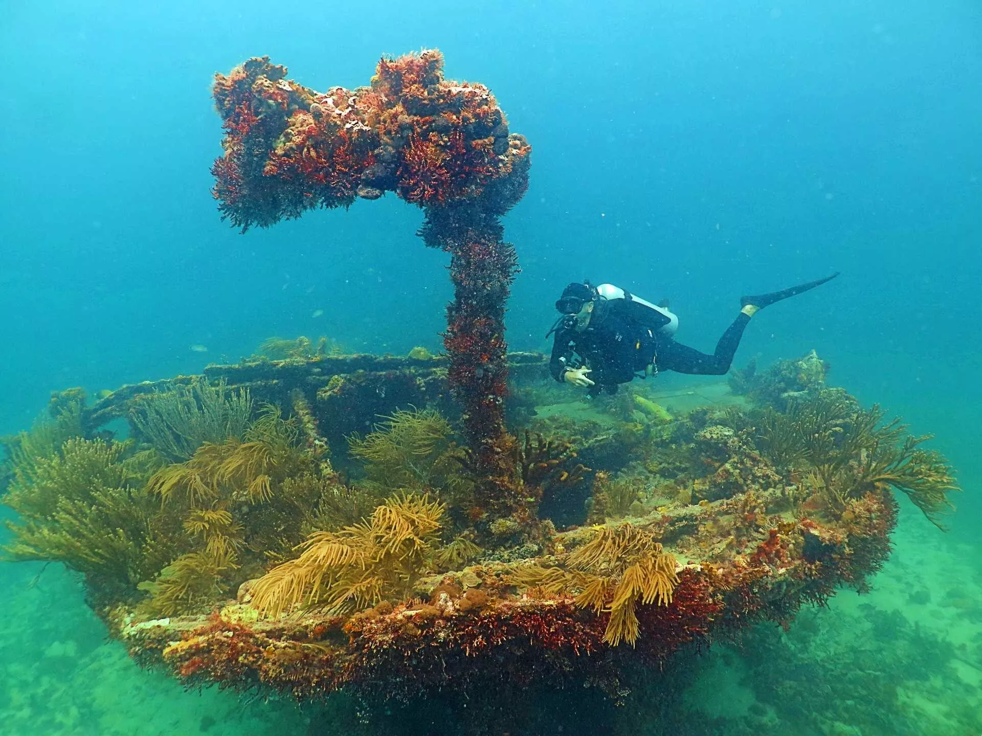 How shipwrecks become ‘islands of life’ in barren seas