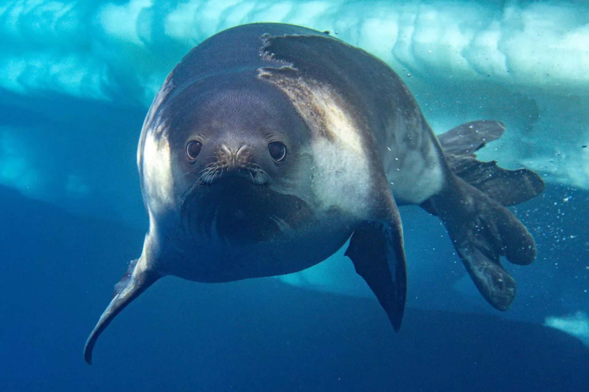 Diver captures first-known Ross seal underwater images