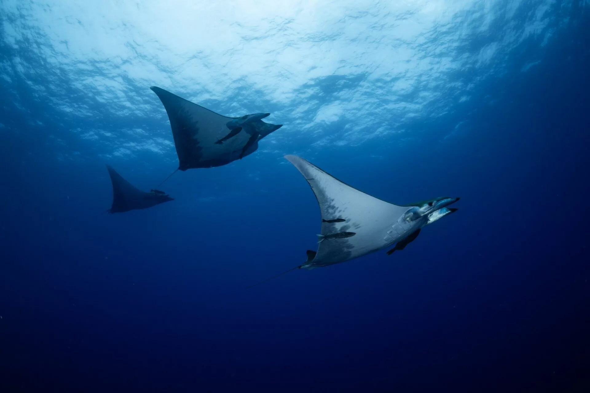 Azores devil rays shine in new doc