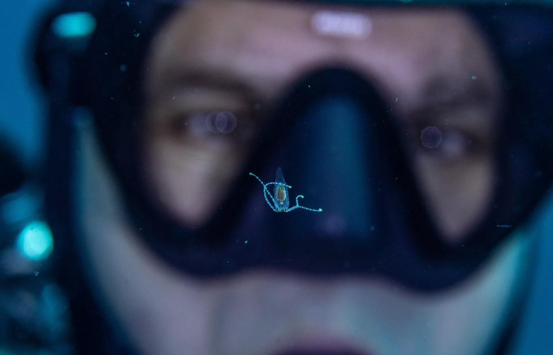 Diver imagery reveals Colombia's new jelly set
