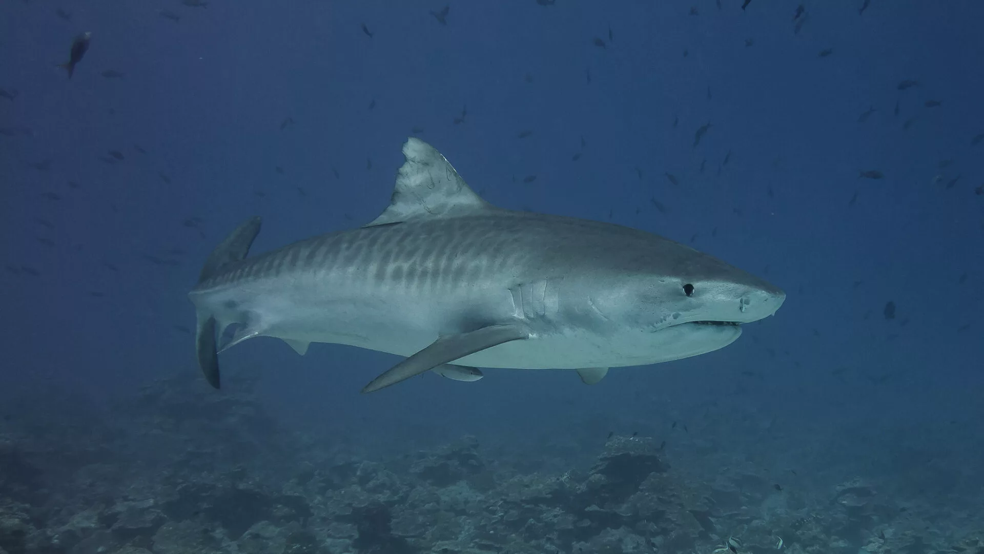 Tiger shark bit Backscatter owner White by mistake