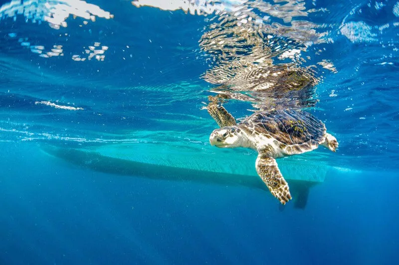 World’s rarest sea turtles get hearing tested