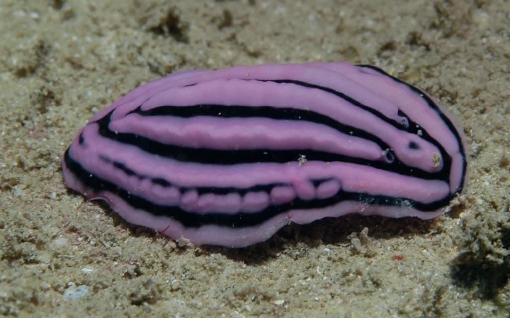 In Search of Sea Rabbits: A Guide to Phyllidiidae Nudibranchs