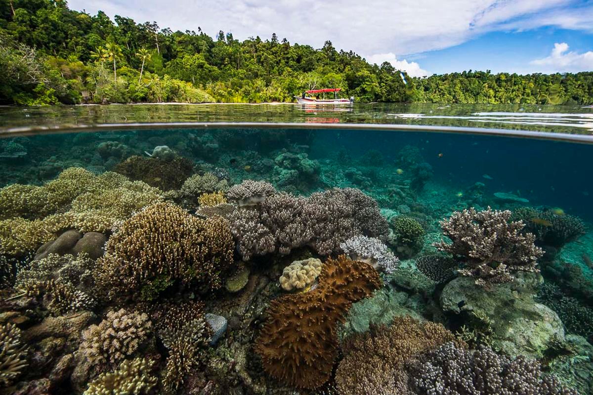 5 Coral Reef Facts everyone need to know