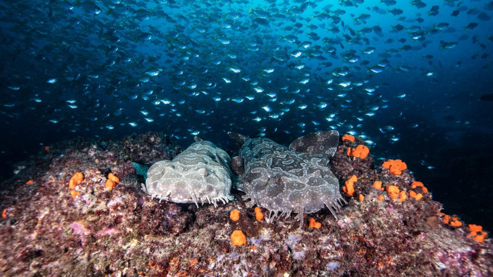 Guide to Australia's Best Scuba Dive Sites
