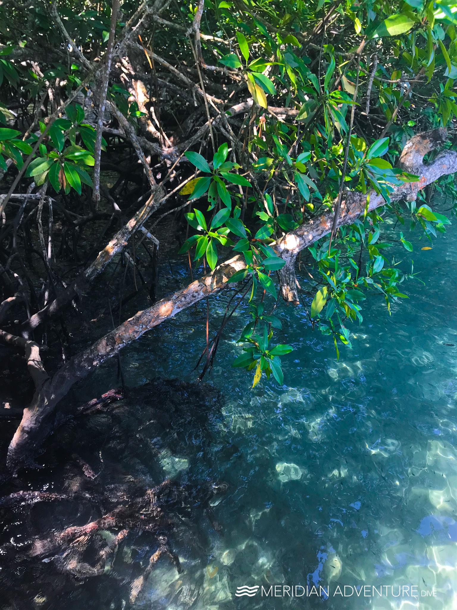 Marvellous Mangrove Forests