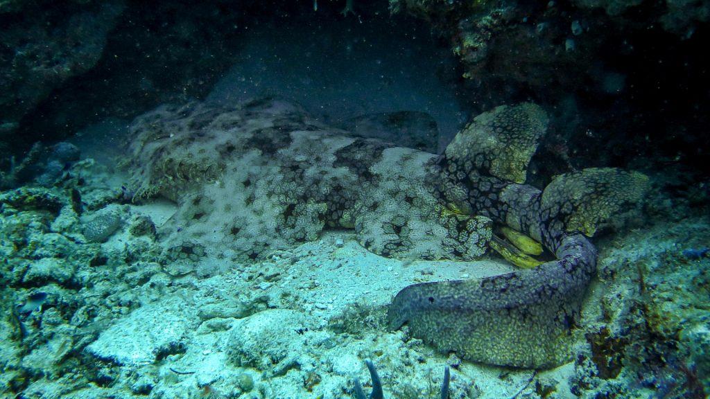 5 Fun Facts About the Wobbegong Sharks