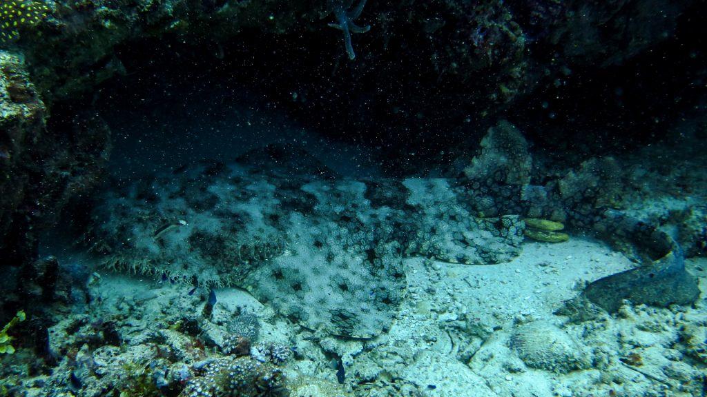 5 Fun Facts About the Wobbegong Sharks