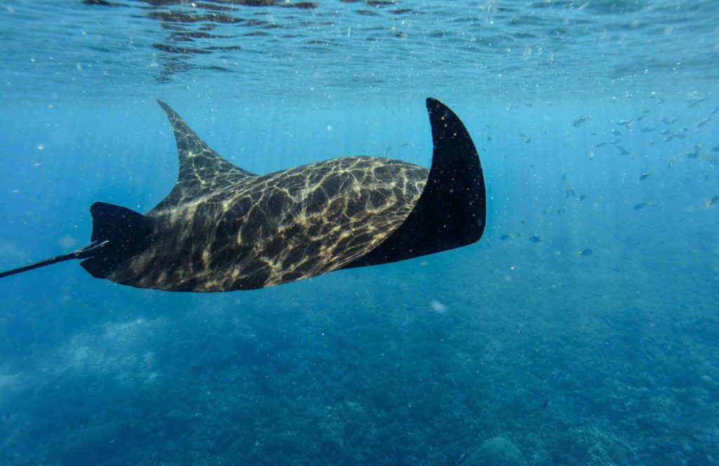 Magical Manta Ray Migration