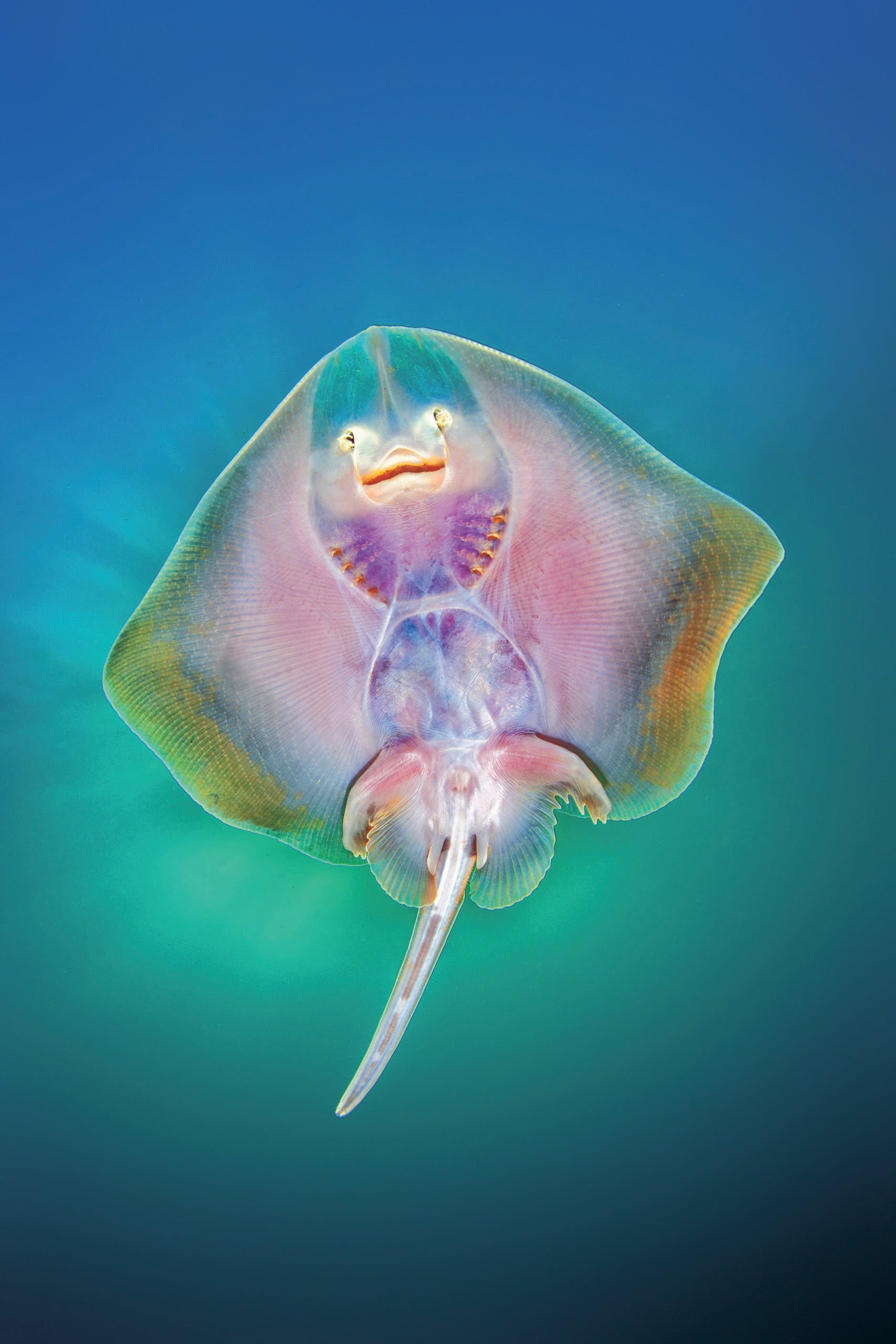 Insider Guide: How To Win Underwater Photographer Of The Year